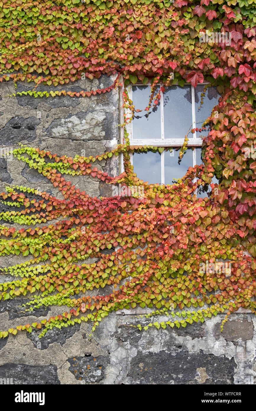 Virginia creeper growing on a house wall Faial Island Azores Portugal ...