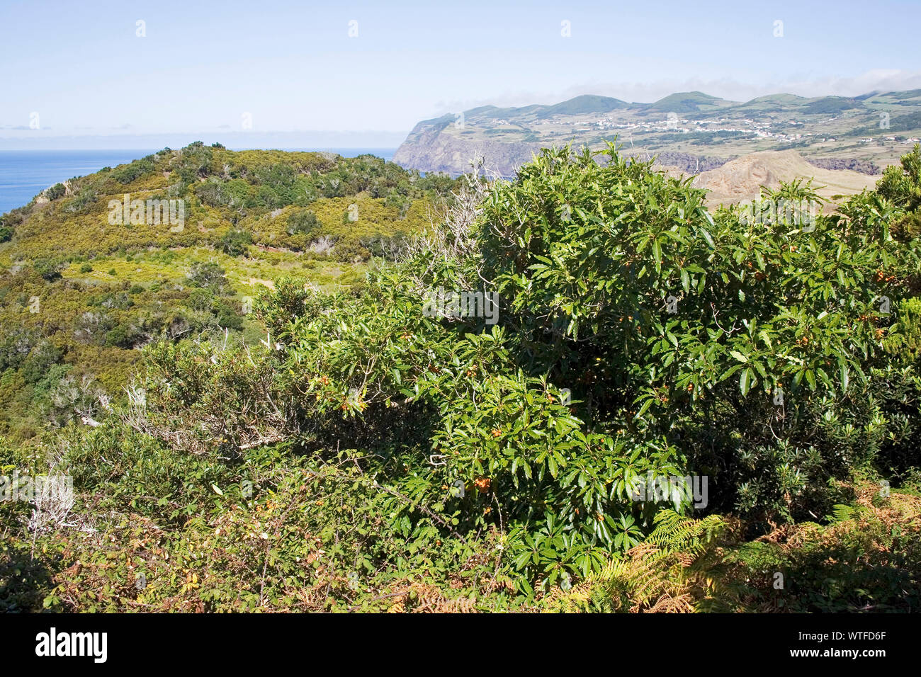 Mixed vegetation Morro Grande Sao Jorge Island Azores Portugal Stock ...