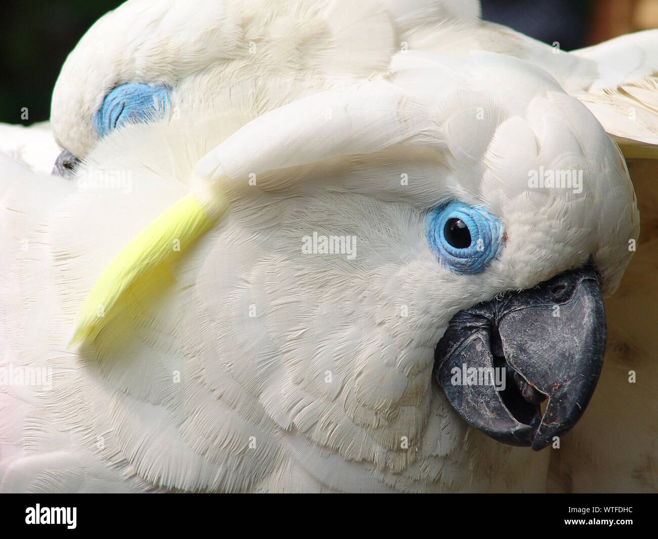 Blue eyed cockatoo hi-res stock photography and images - Alamy