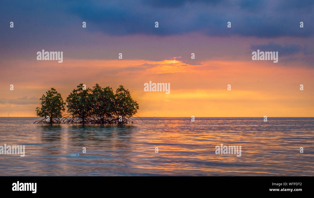 Mangrove waterfront hi-res stock photography and images - Alamy