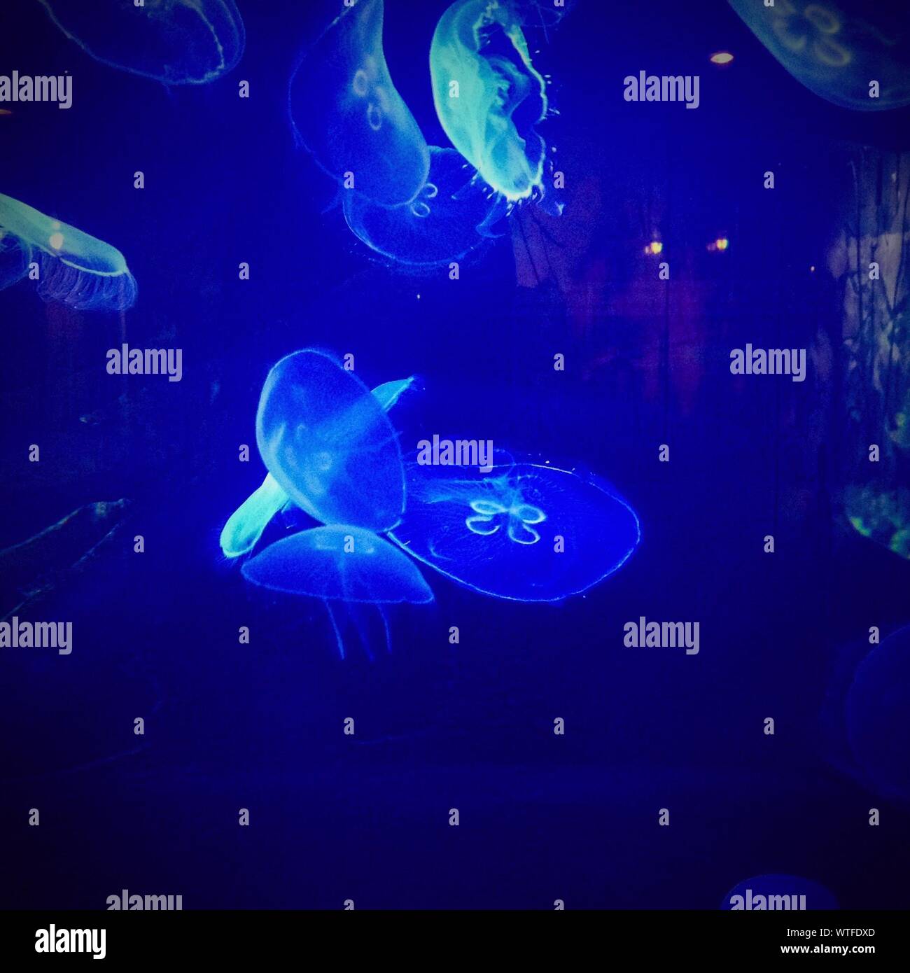 Magnolia lakes hi-res stock photography and images - Alamy