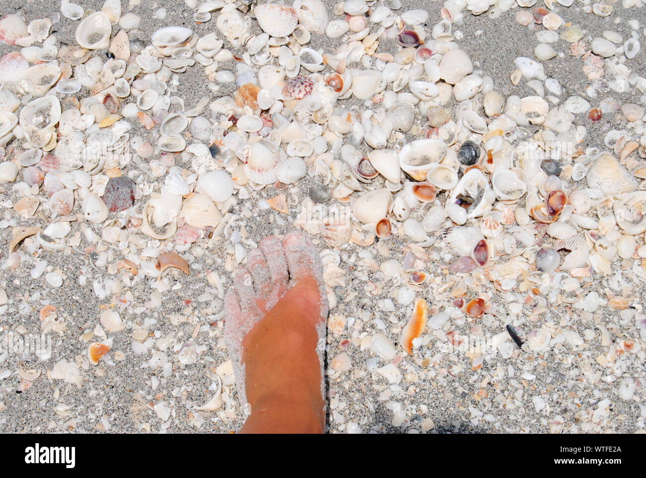 Is covered with shells hi-res stock photography and images - Alamy