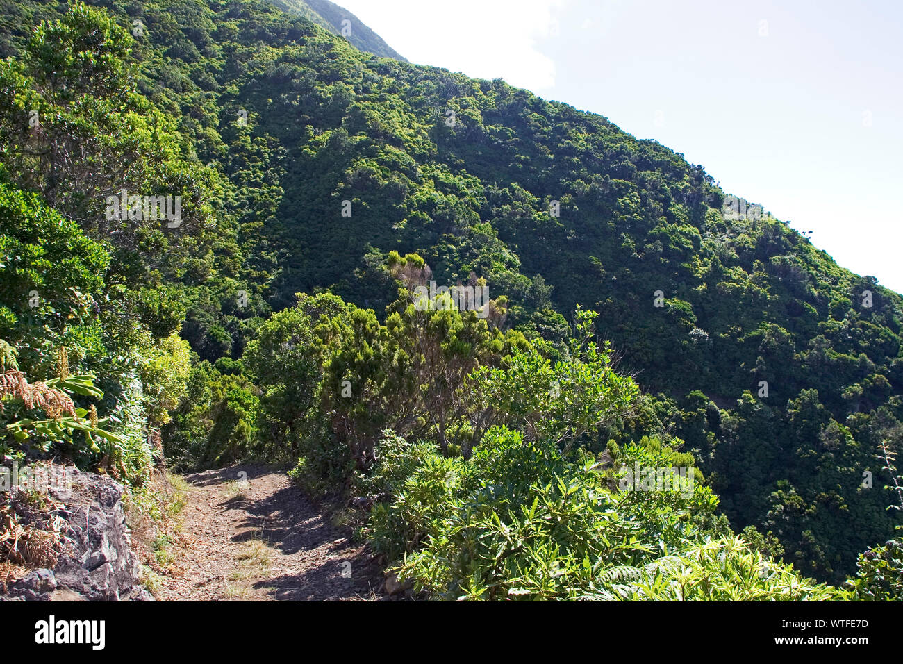 Palearctic native hi-res stock photography and images - Alamy