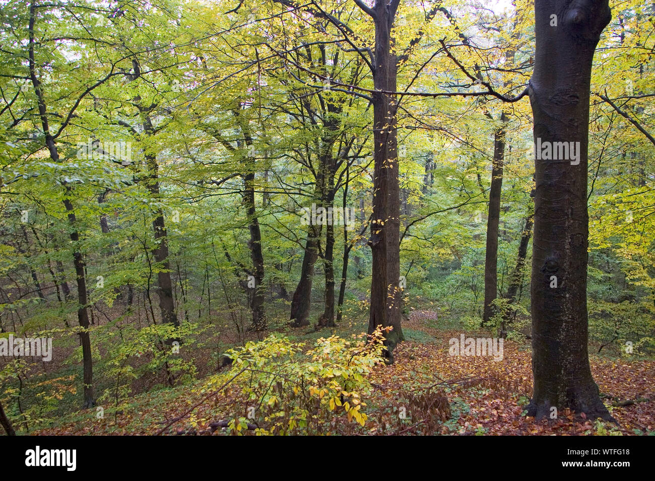 Deciduous forest in autumn Zempelin Hills Hungary Stock Photo - Alamy