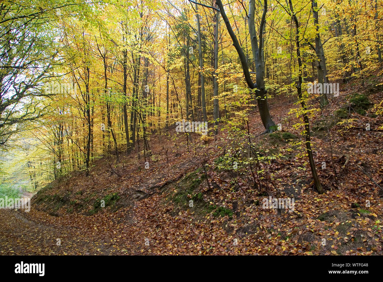 Deciduous forest in autumn Zempelin Hills Hungary Stock Photo - Alamy