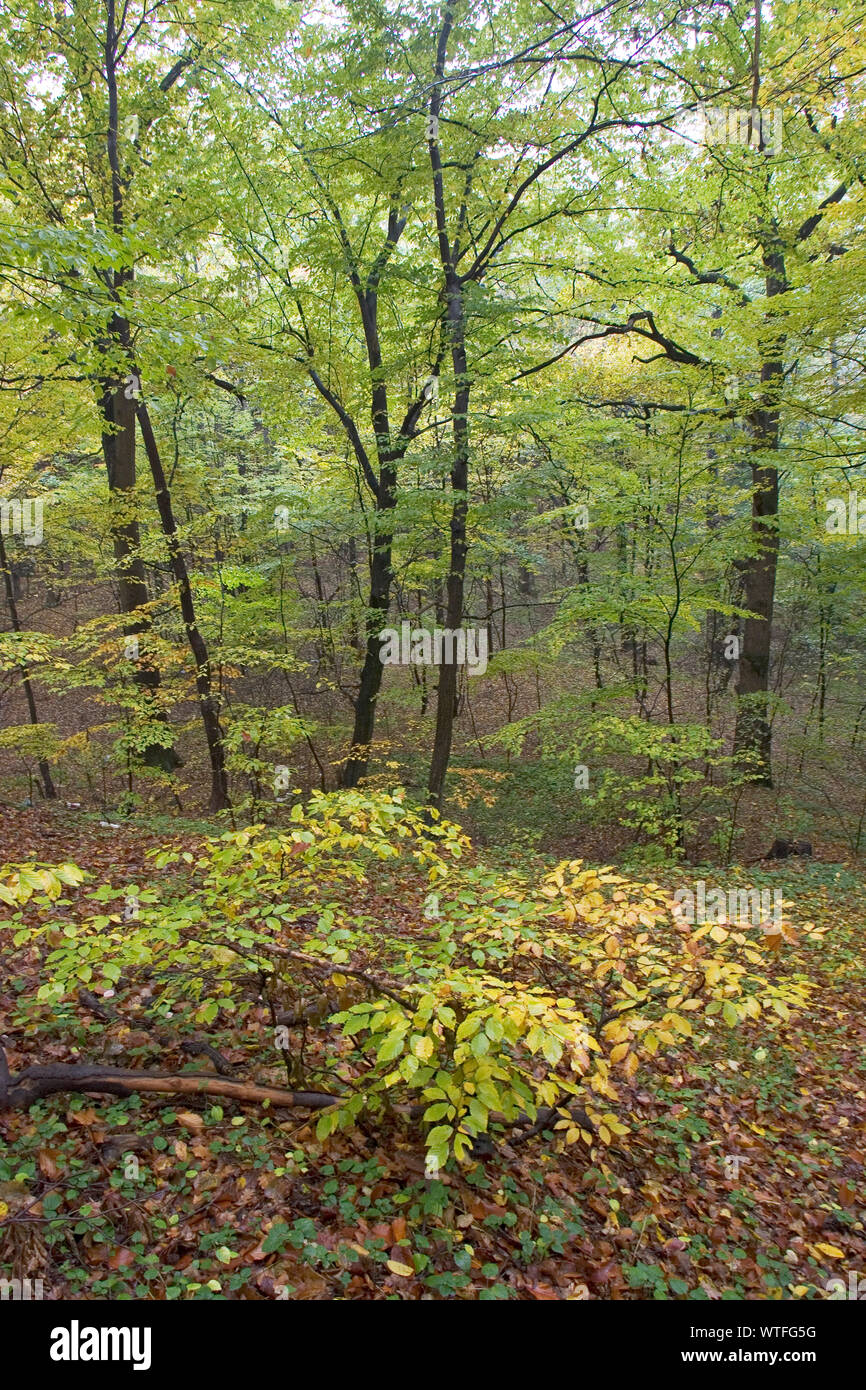 Deciduous forest in autumn Zempelin Hills Hungary Stock Photo - Alamy