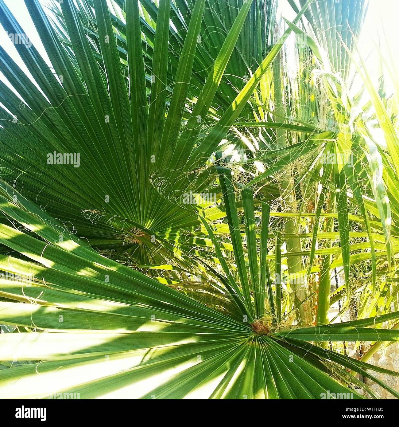 Palm tree fronds growth hi-res stock photography and images - Alamy