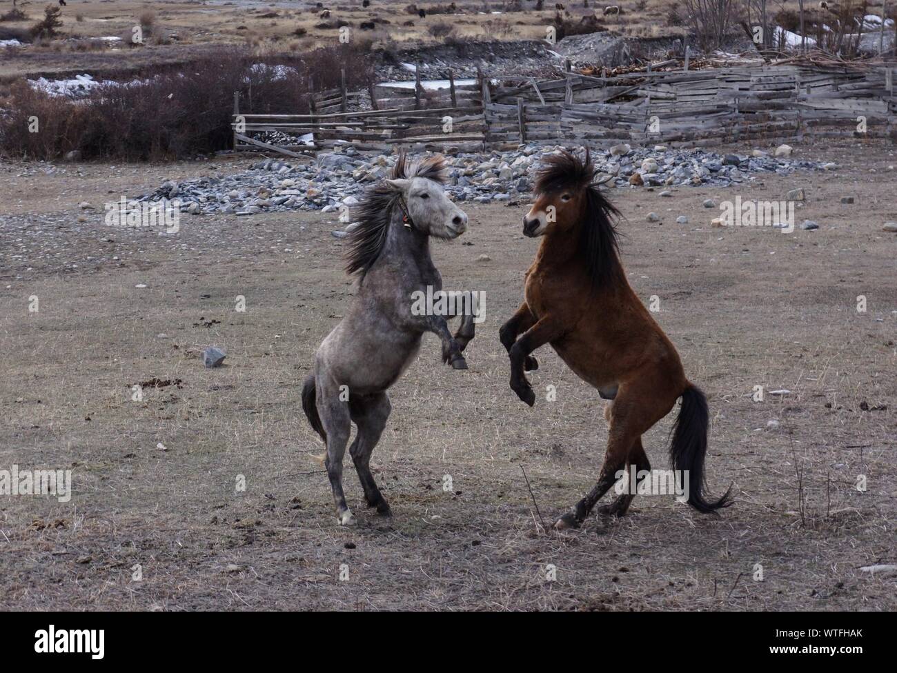 Rearing pony hi-res stock photography and images - Alamy
