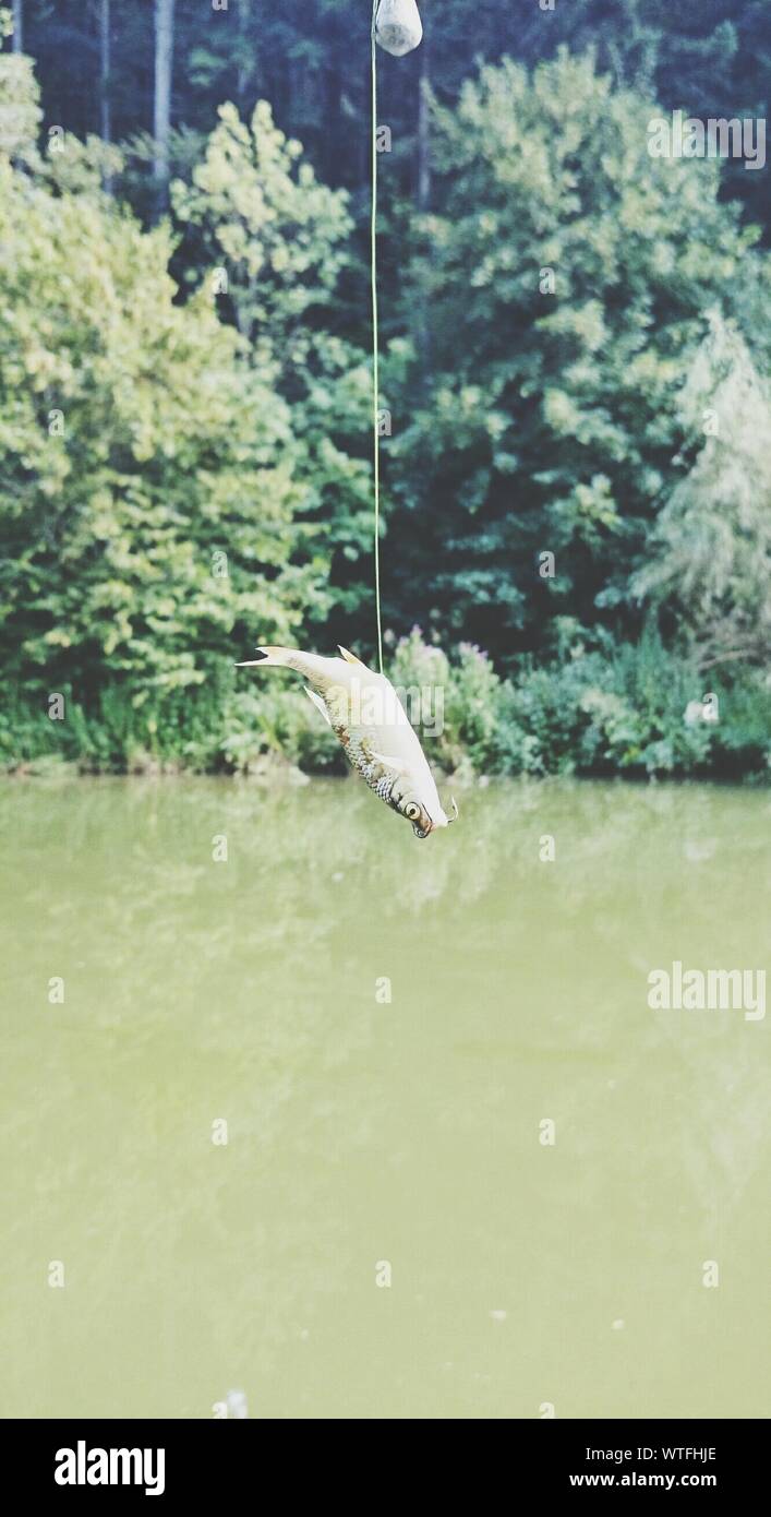 Fish caught hook hi-res stock photography and images - Alamy