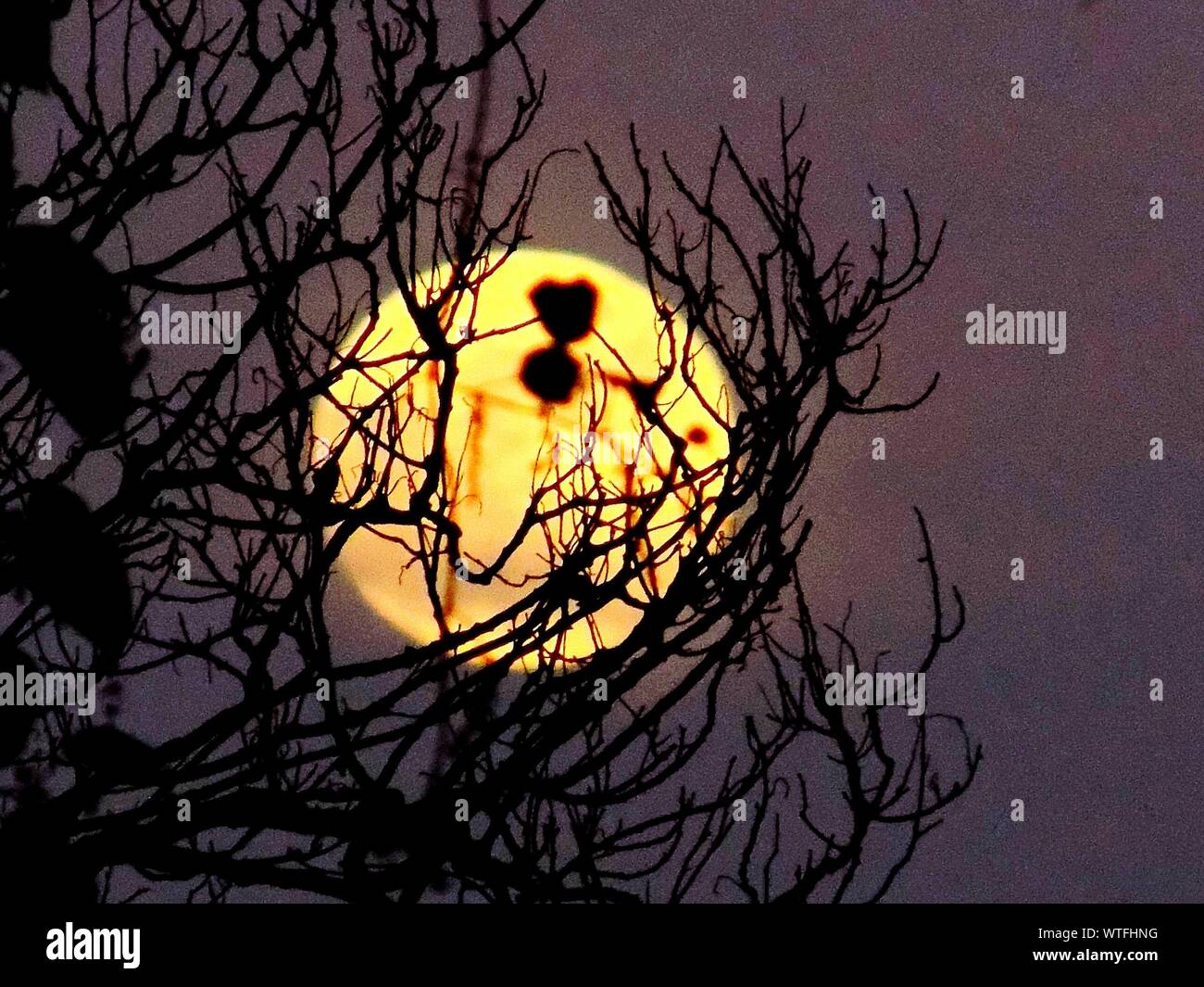 Silhouette Trees Moon Night Branch High Resolution Stock Photography ...