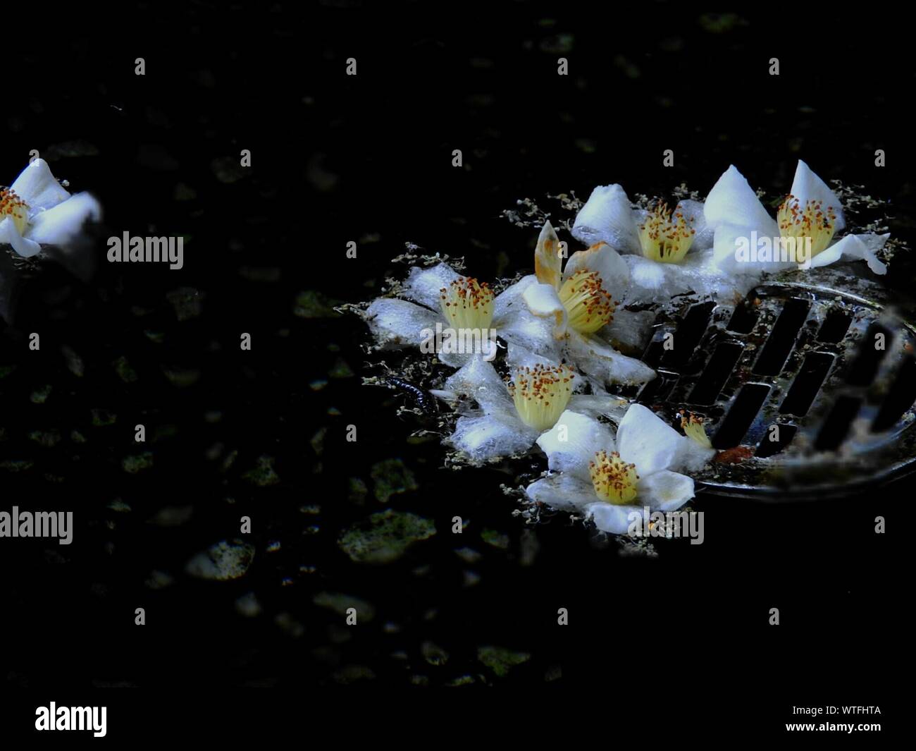 White water flowers hi-res stock photography and images - Alamy