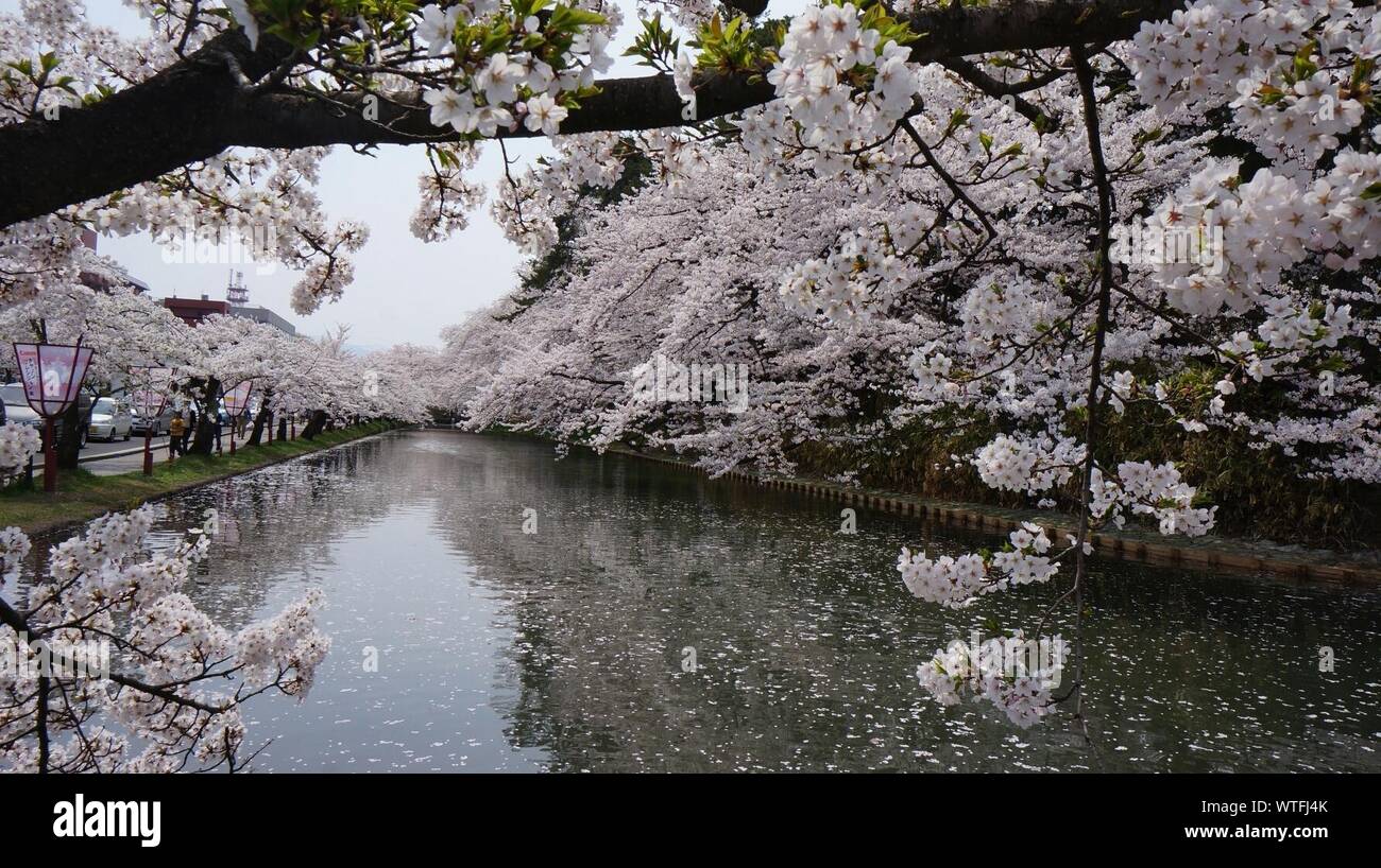 Cherry Blossom Over Water High Resolution Stock Photography and Images ...