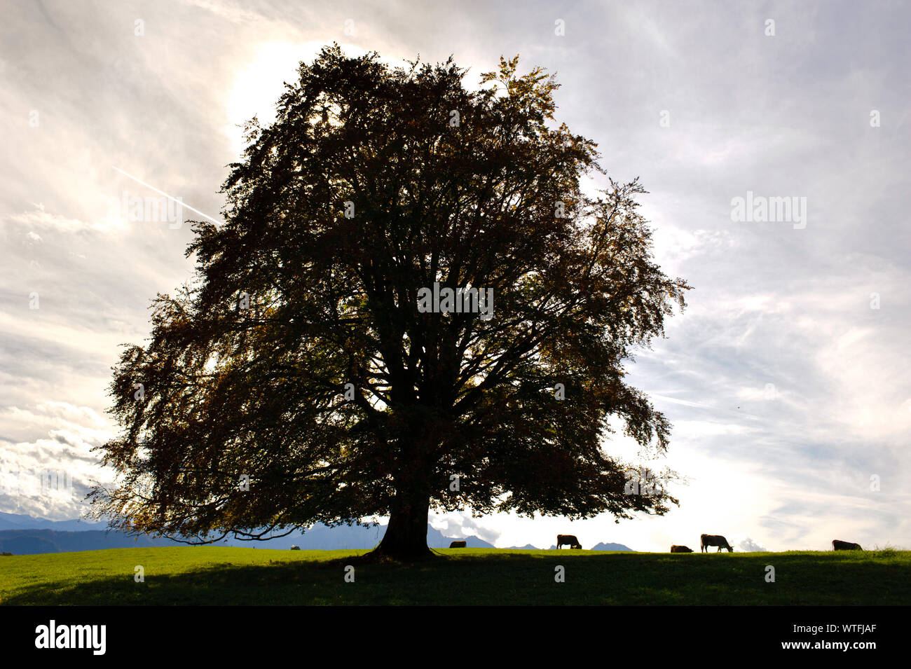 single big beech tree in meadow Stock Photo - Alamy