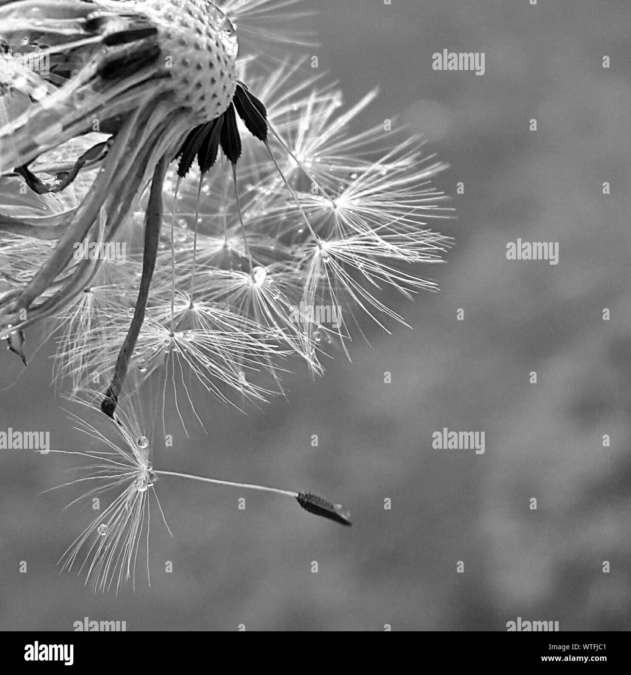 Wet seed hi-res stock photography and images - Alamy