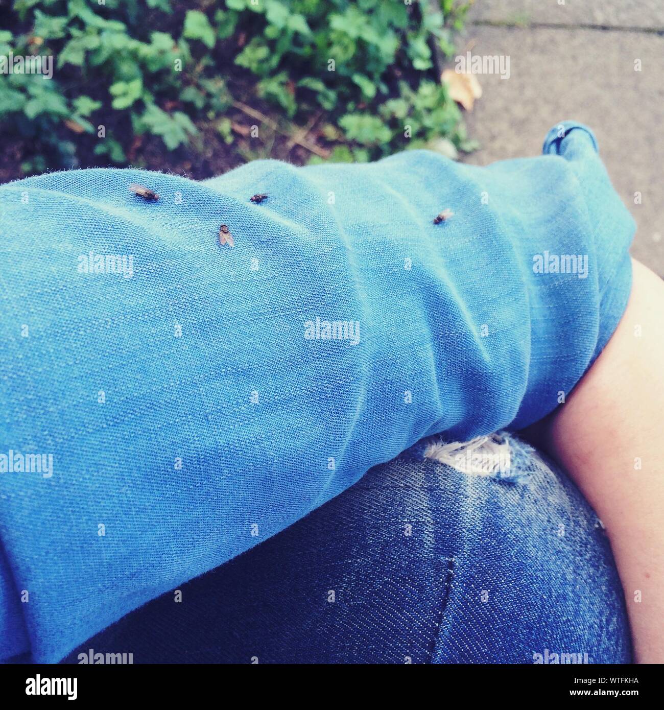 Real flies hi-res stock photography and images - Alamy