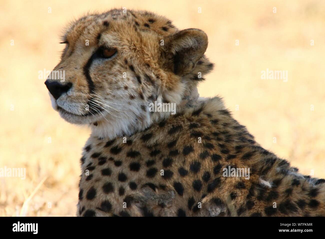 Cheetah Relaxing On Field Stock Photo - Alamy