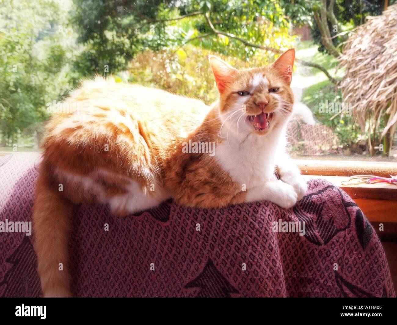Hissing Tree High Resolution Stock Photography and Images - Alamy