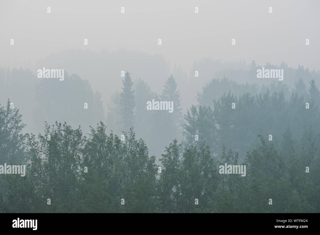 An aerial view of a forest landscape covered in a thick layer of smoke ...