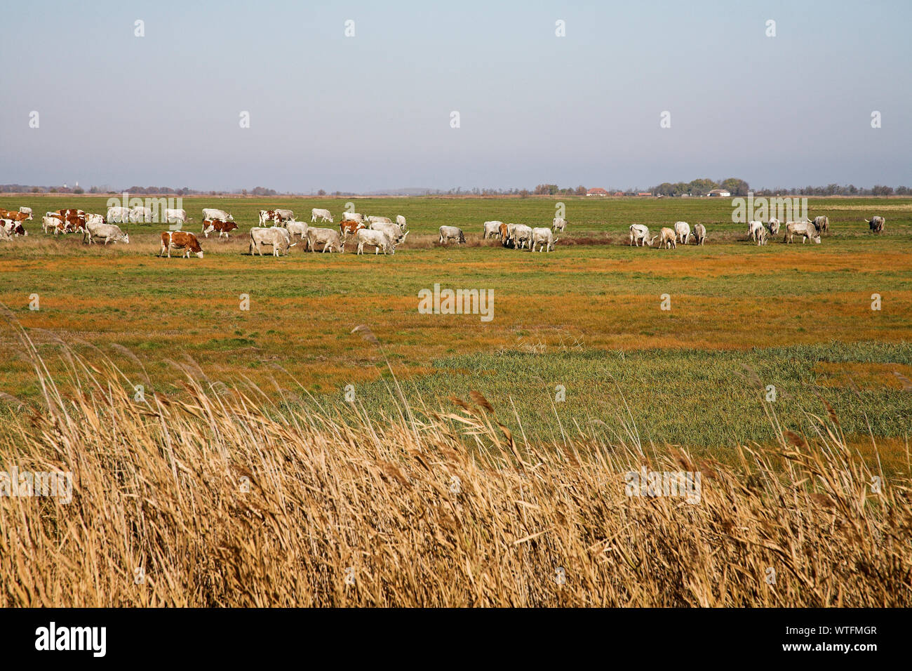 Hungarian grey cattle grazing the plains of the puszta grasslands near ...
