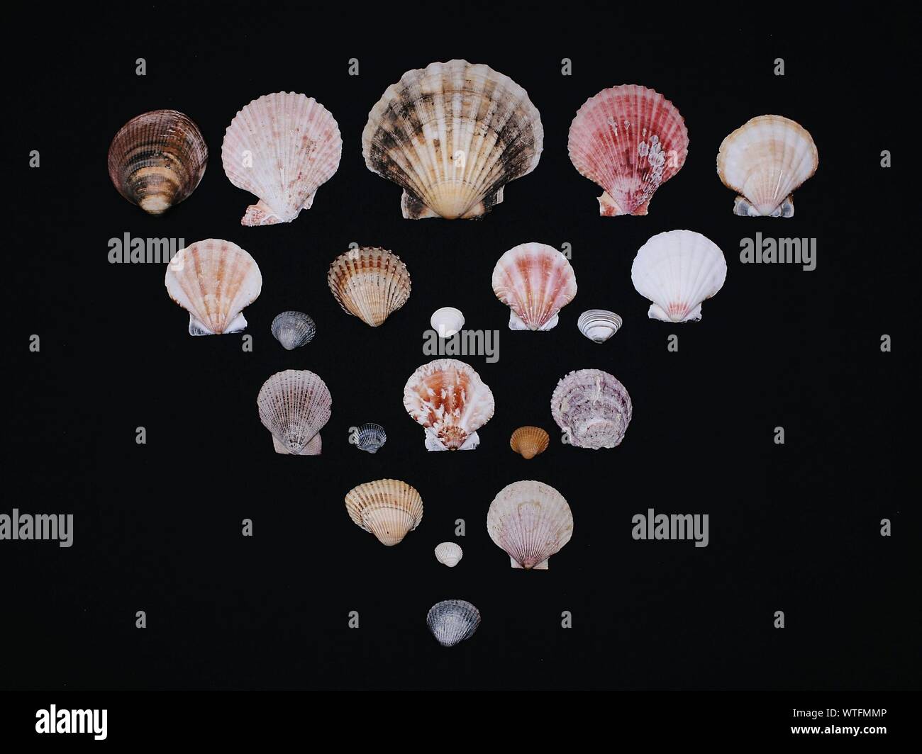 Black sea shells hi-res stock photography and images - Alamy