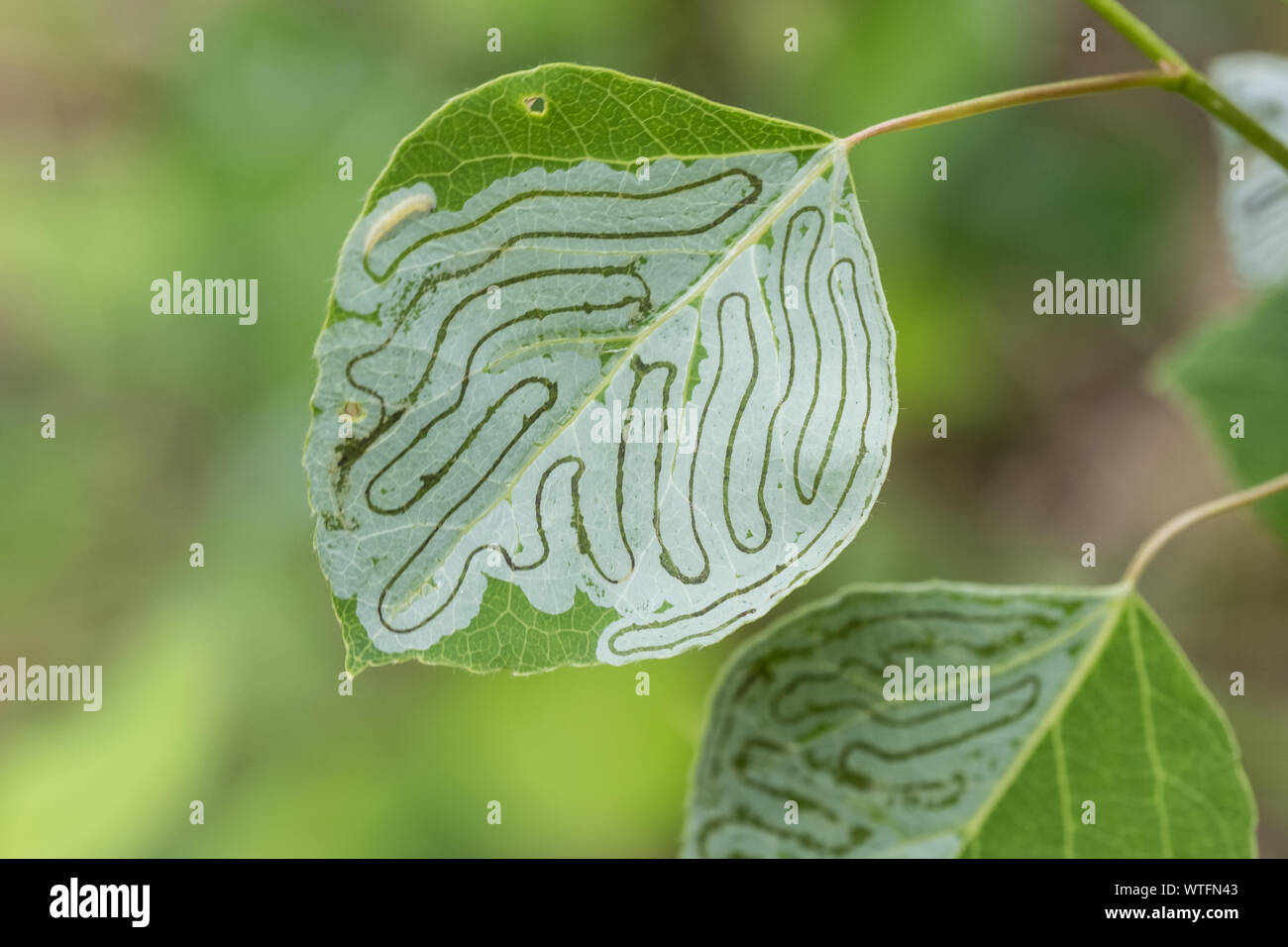 The trails left by a species of insect who's larvae feed on the ...