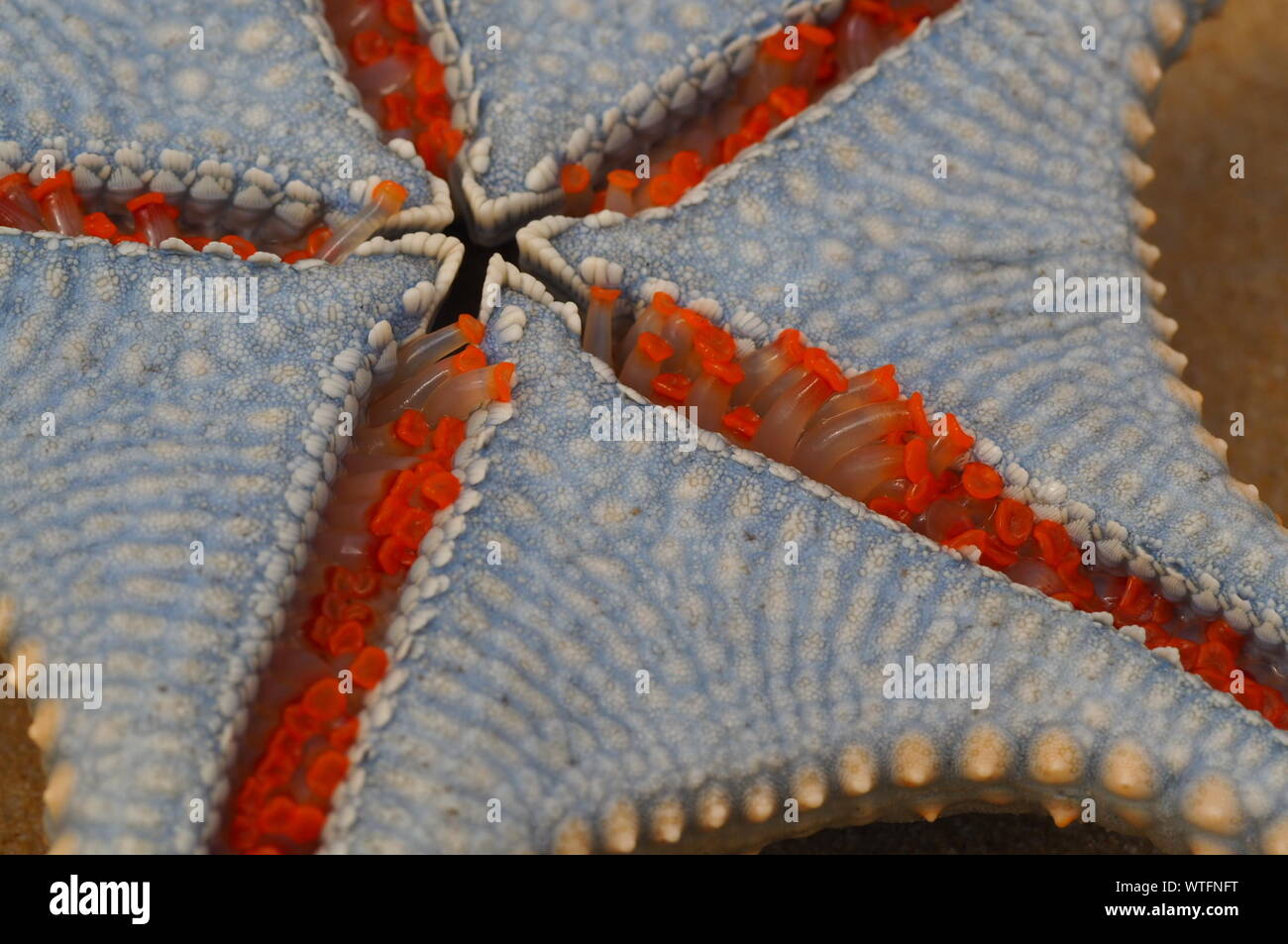 Close up starfish tentacle hi-res stock photography and images - Alamy