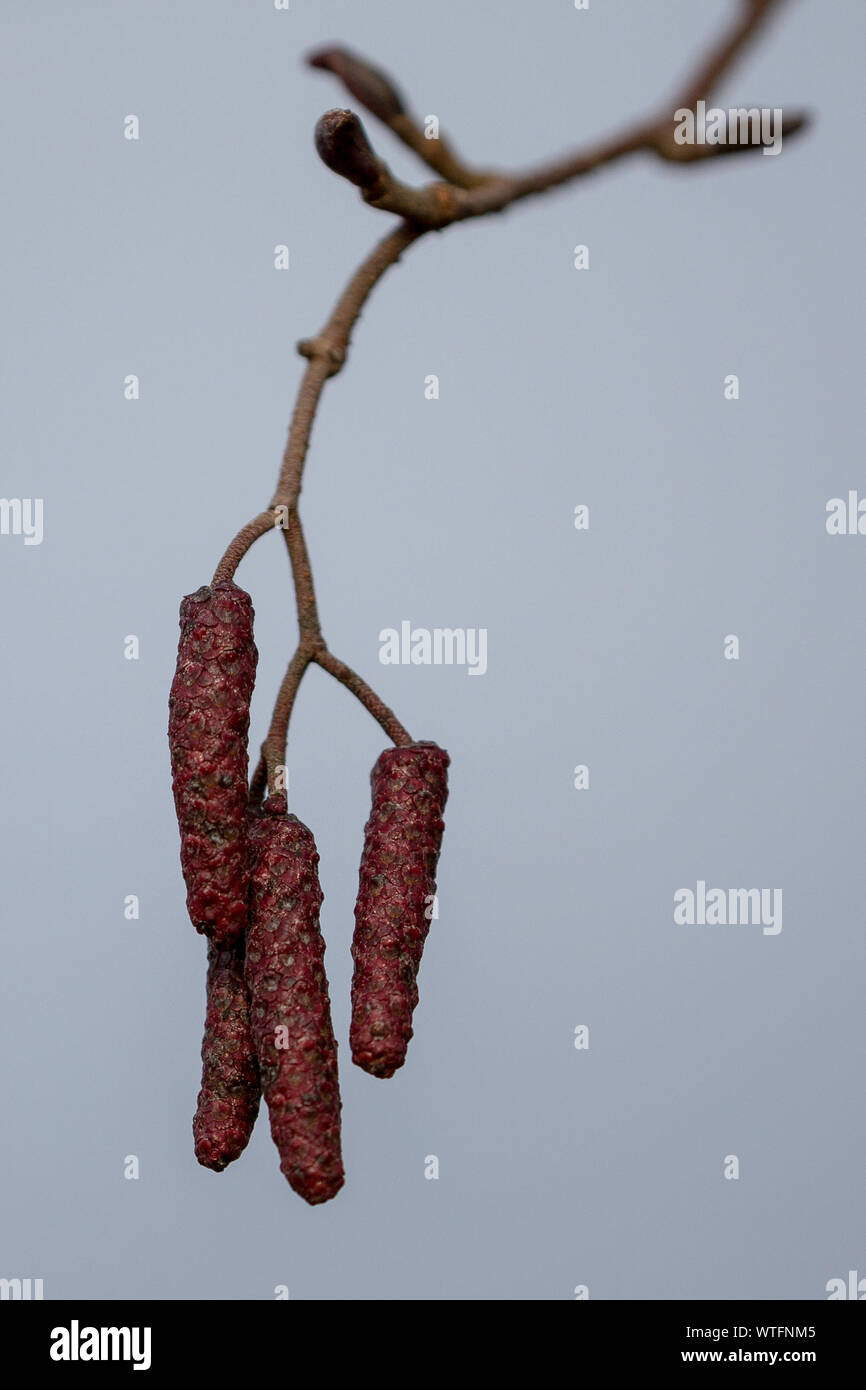 Hanging seed hi-res stock photography and images - Alamy