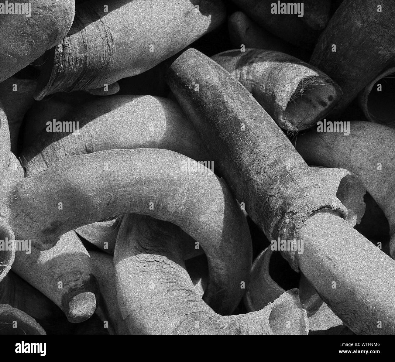 Full Horns High Resolution Stock Photography and Images - Alamy