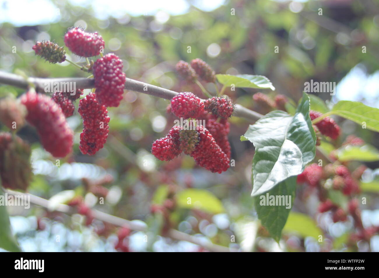 Turkey berries hi-res stock photography and images - Alamy