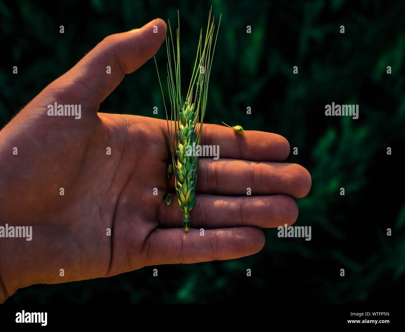 Hand holding crop hi-res stock photography and images - Alamy