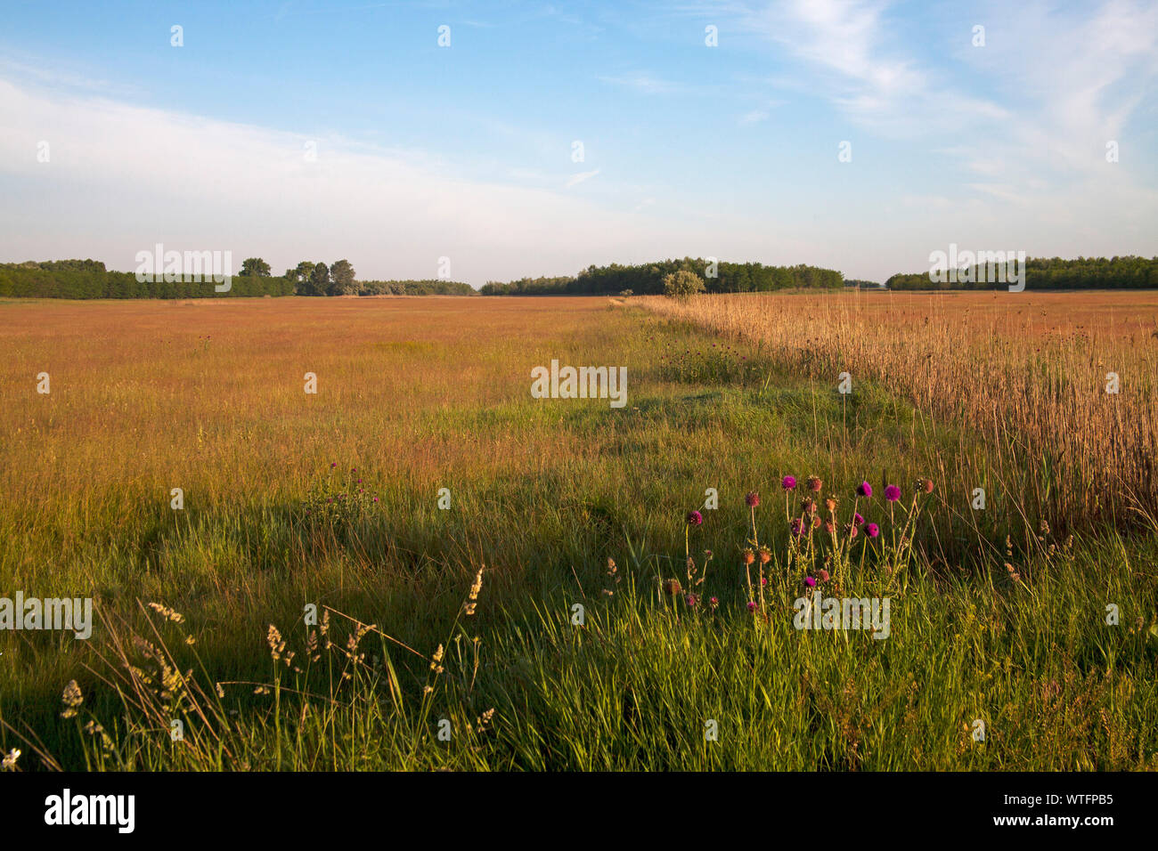 Grassland on farmland Tiszaalpar Kinkunsag National Park Hungary May ...