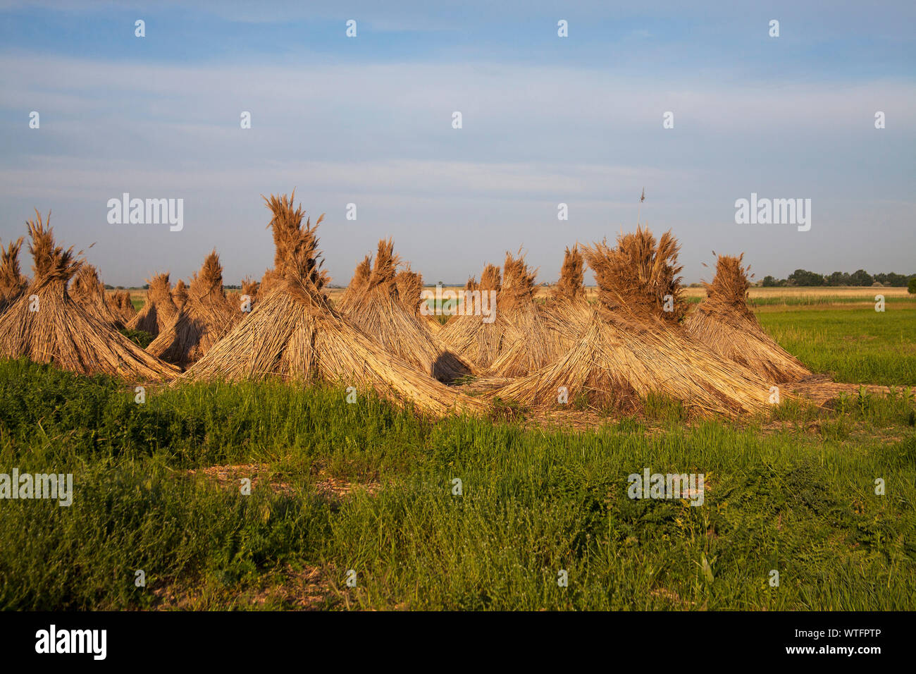 Thatching reeds stacked for drying hi-res stock photography and images ...
