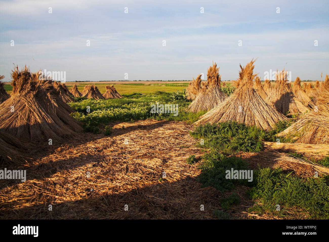 Thatching reeds stacked for drying hi-res stock photography and images ...