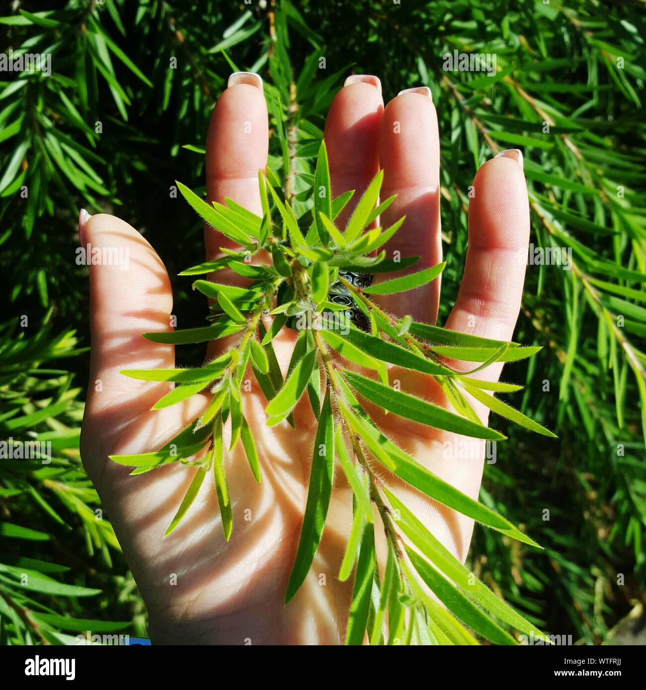 Hand holding tree hi-res stock photography and images - Alamy