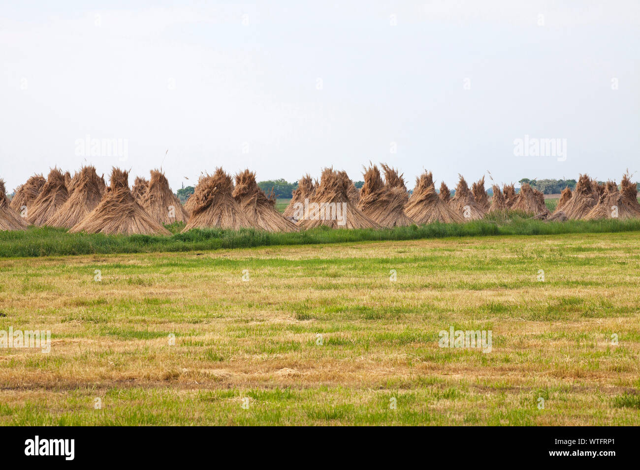 Stooks of harvested Common reed Phragmites australis for thatching near ...