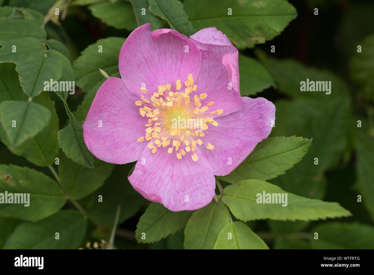 A closeup of the flower of a wild rose. This is the provincial flower ...