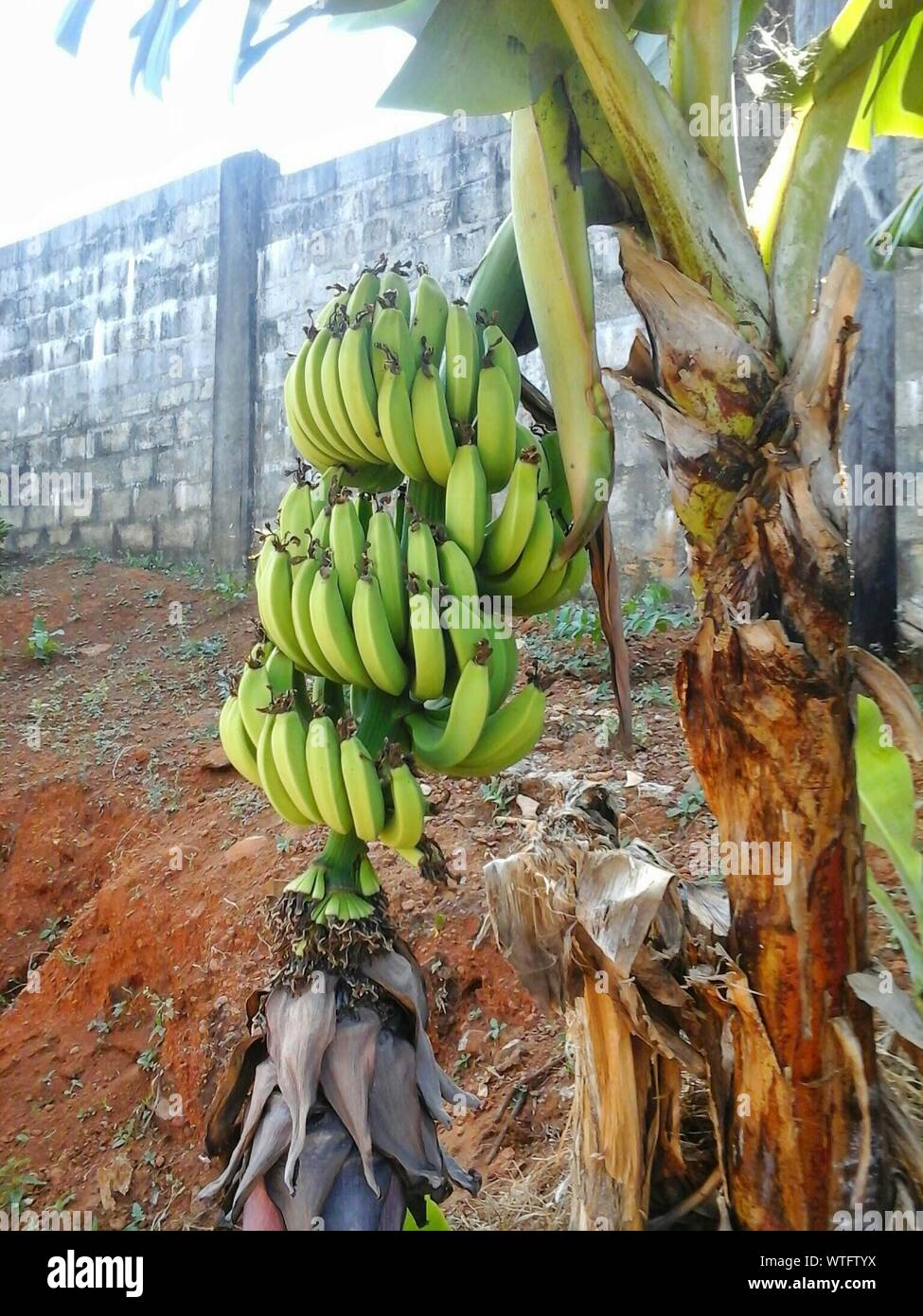 Bunch bananas hanging from banana hi-res stock photography and images ...