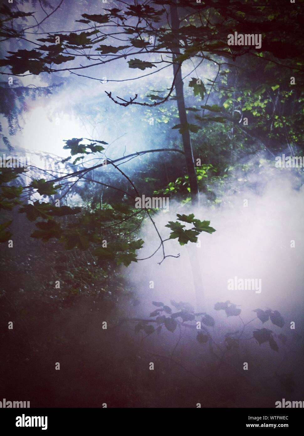 Trees in smoke hi-res stock photography and images - Alamy