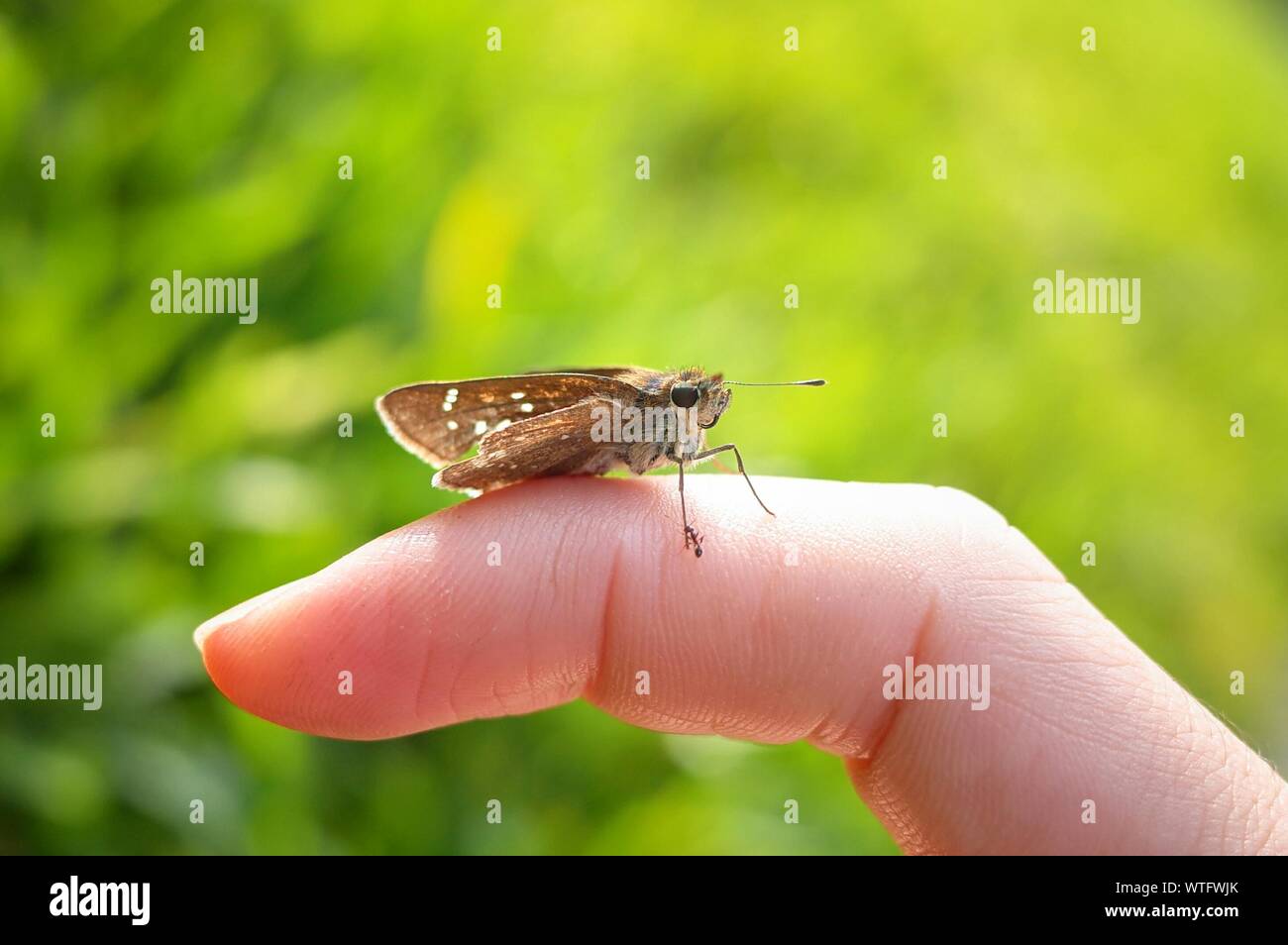 Person holding moth hi-res stock photography and images - Alamy