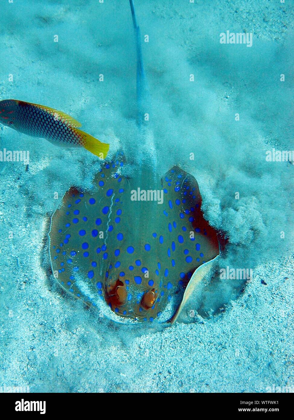 The ocean floor hi-res stock photography and images - Alamy