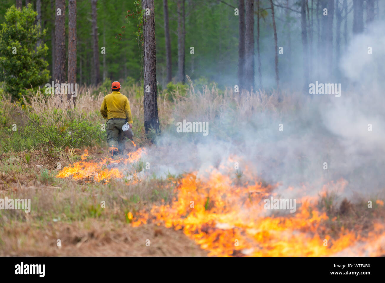 Prescribed burn to restore ecosystem health at the Old Florida ...