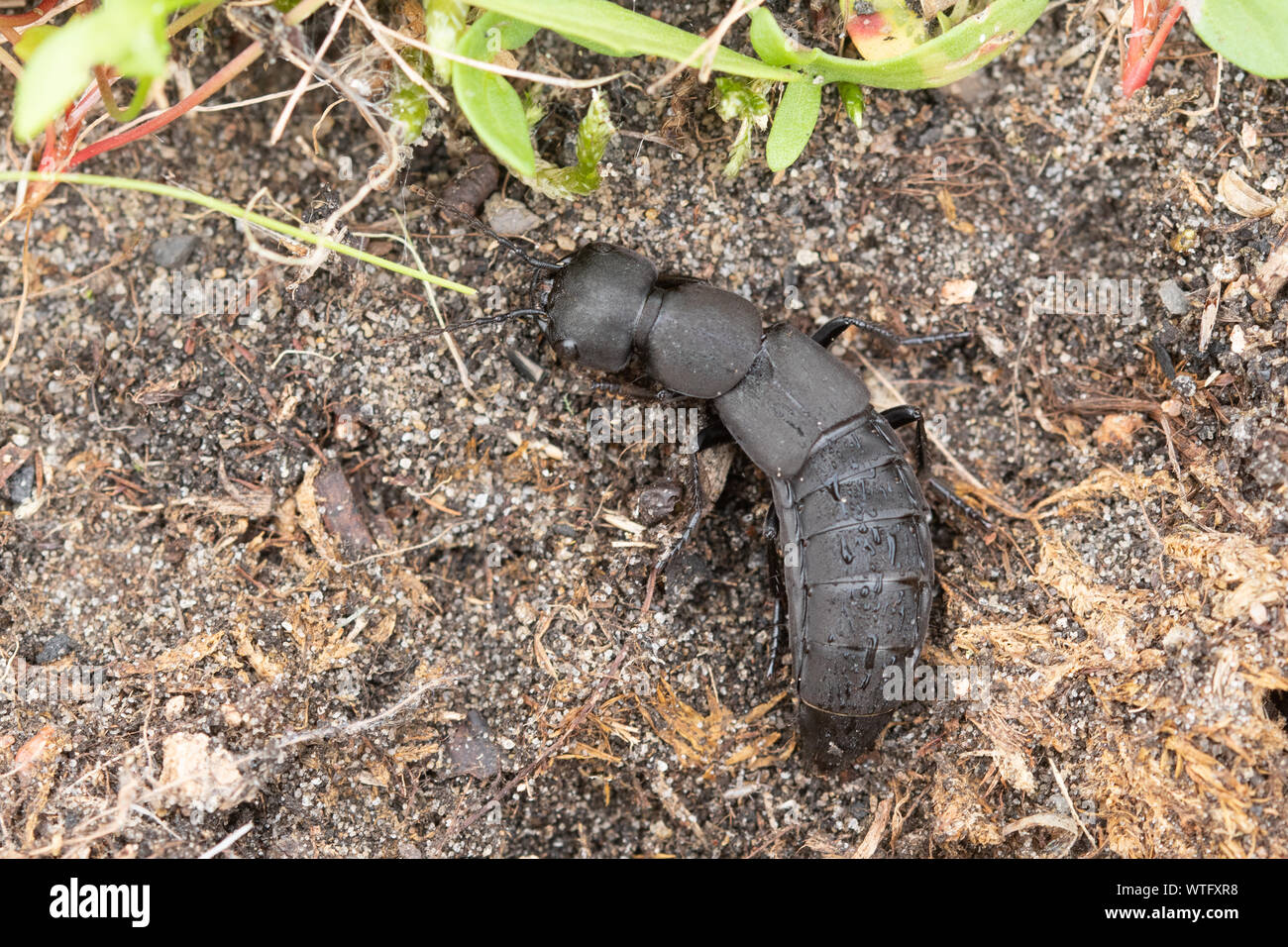 Devil's coach-horse beetle (Ocypus olens), UK Stock Photo - Alamy