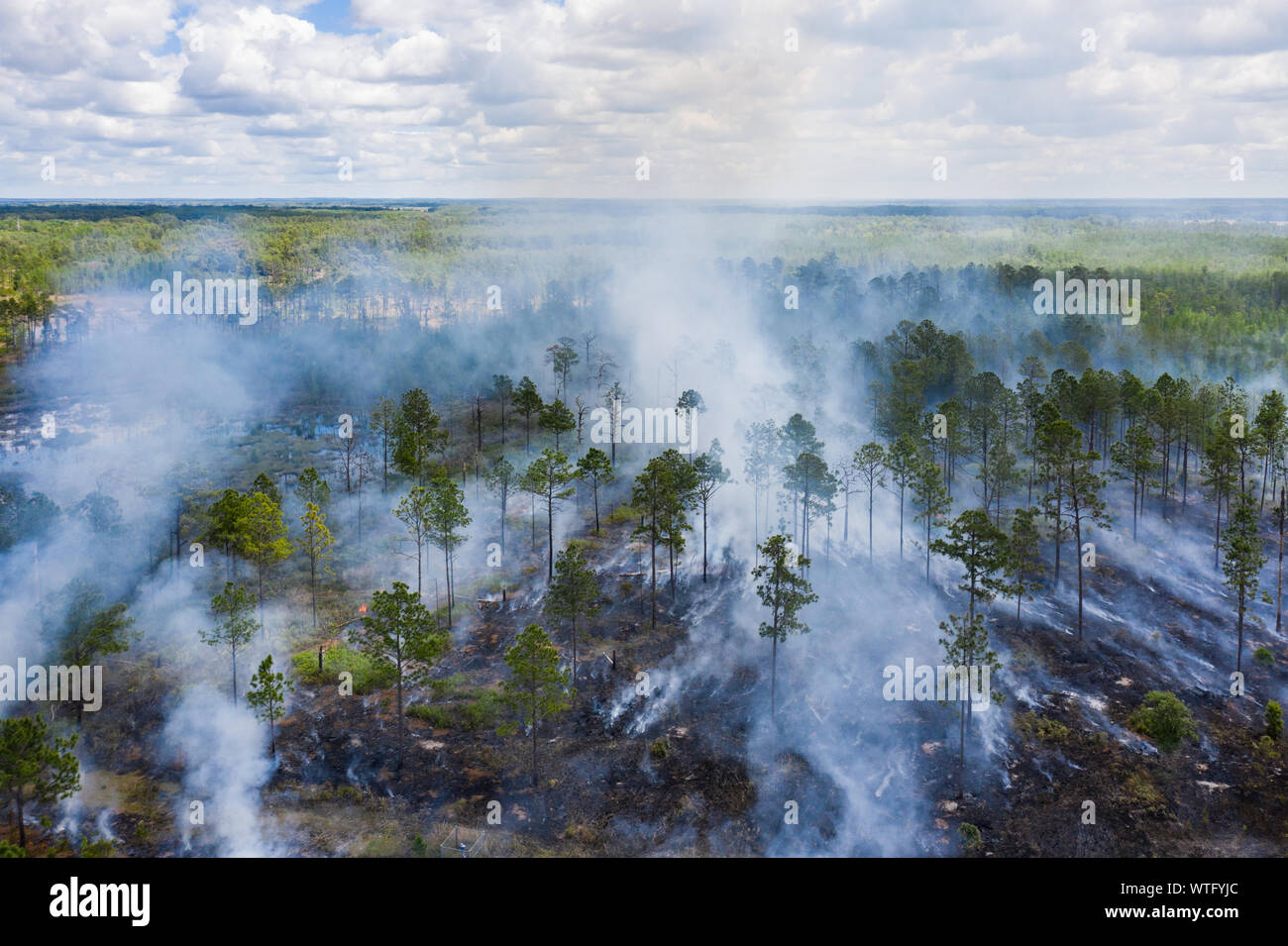 Prescribed burn to restore ecosystem health at the Old Florida ...