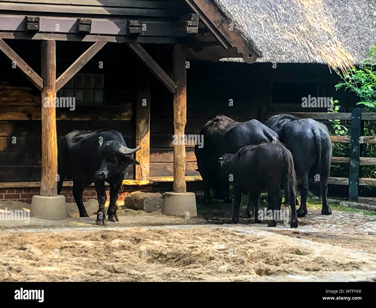 Asian water buffalo isolated hi-res stock photography and images - Alamy