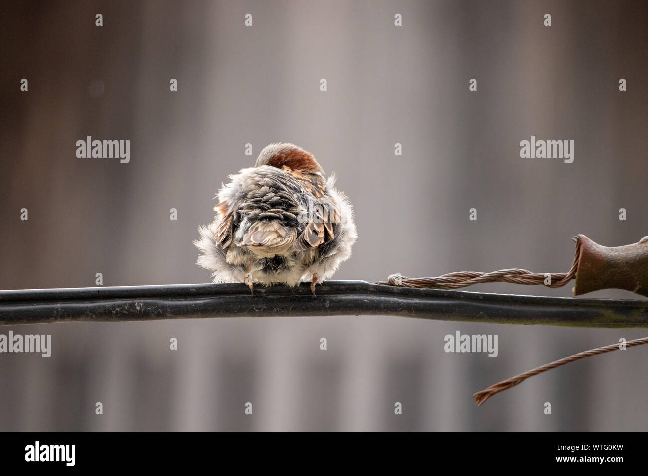 Back of the beck hi-res stock photography and images - Alamy