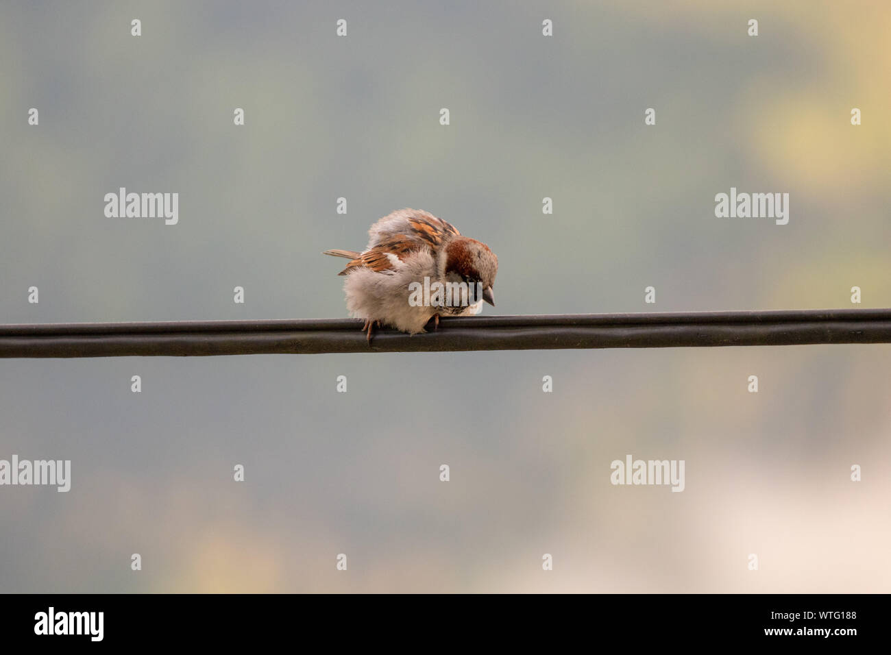 Fat house sparrow hi-res stock photography and images - Alamy