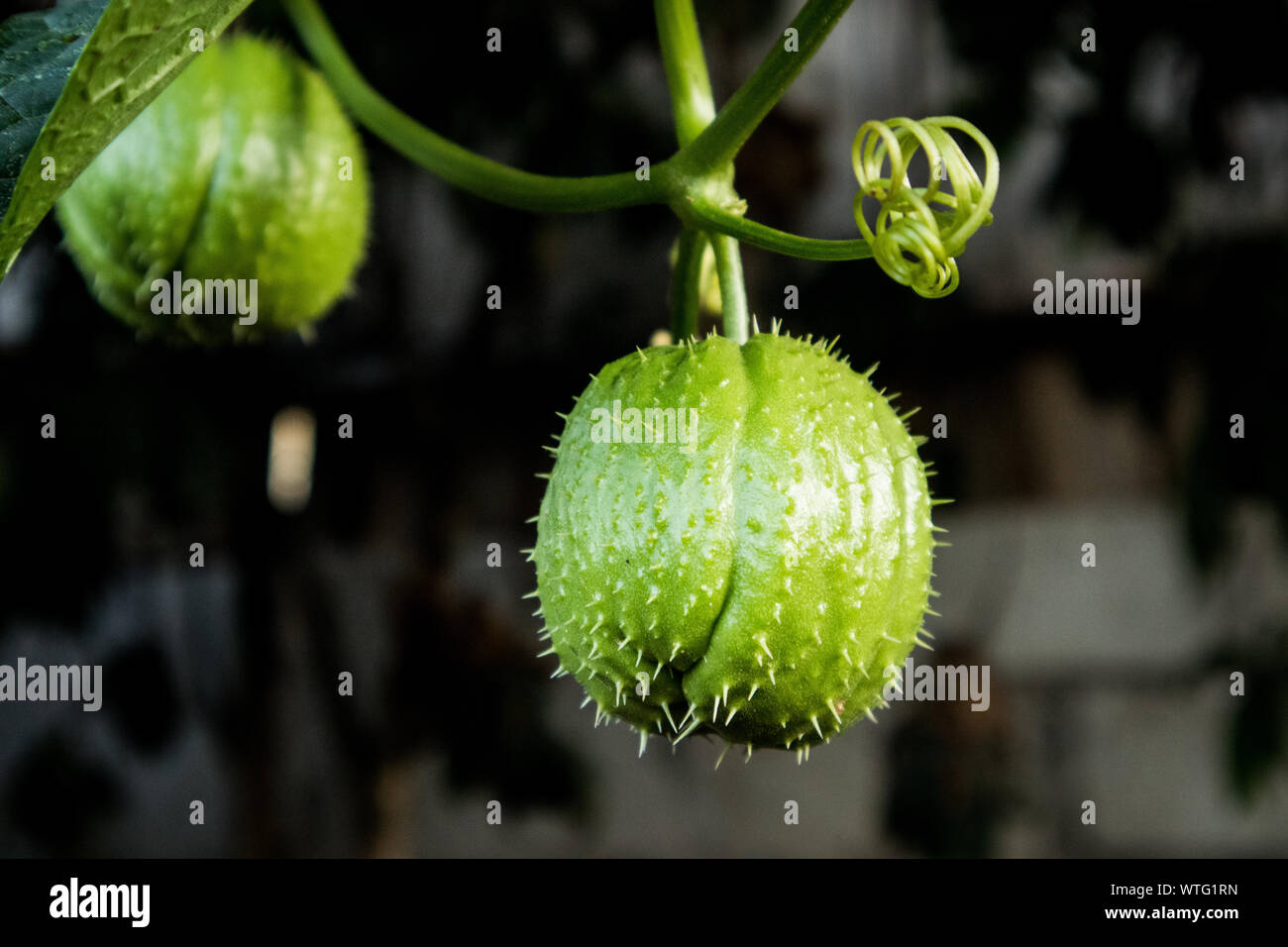 Spiny Chayote Growing on VIne in Guatemala Stock Photo - Alamy