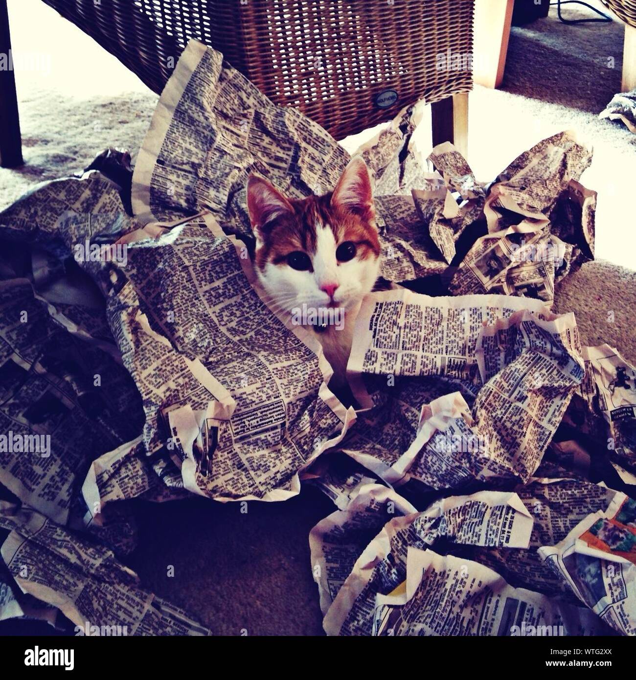 People newspaper in nature hi-res stock photography and images - Alamy