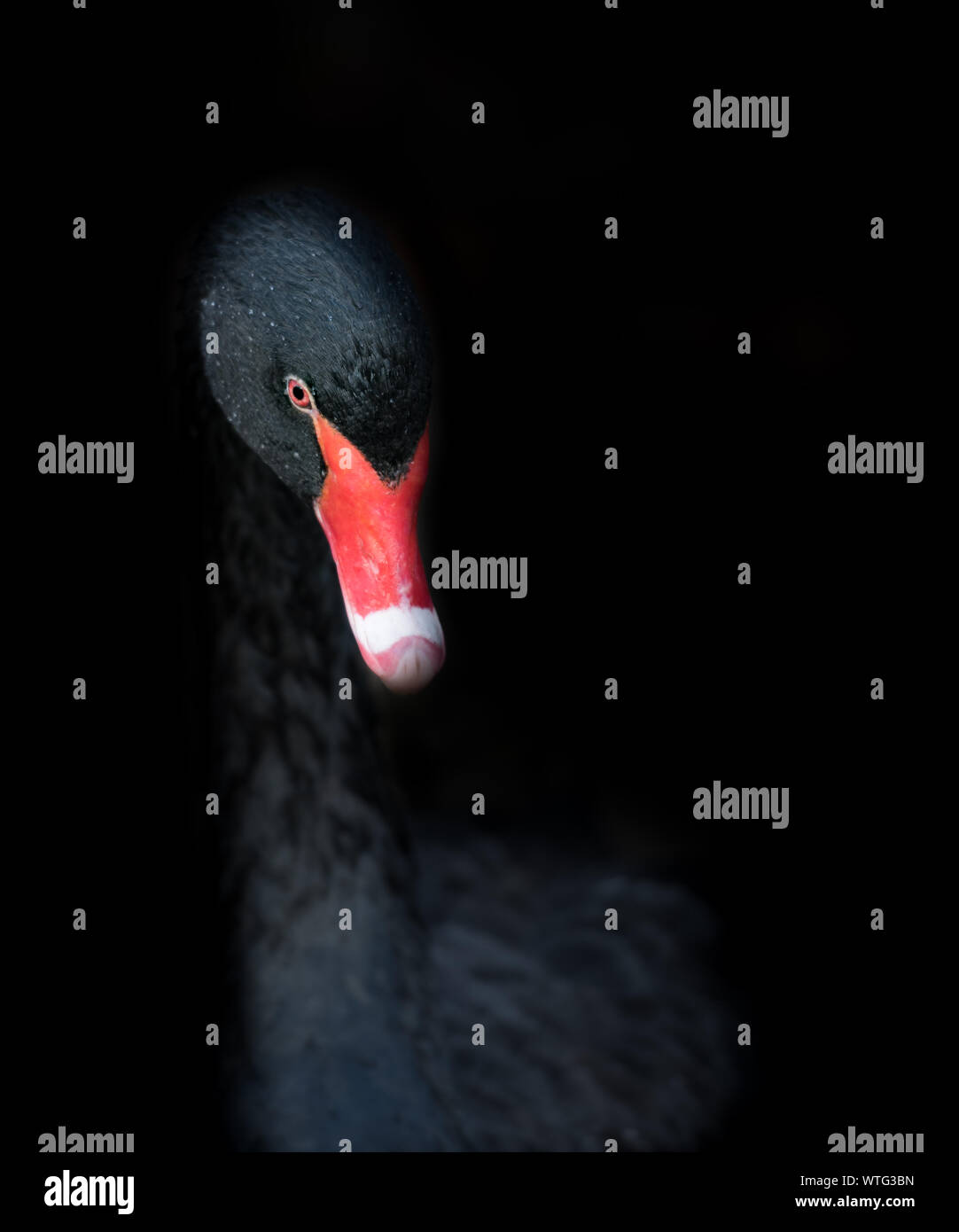 Beak texture hi-res stock photography and images - Alamy