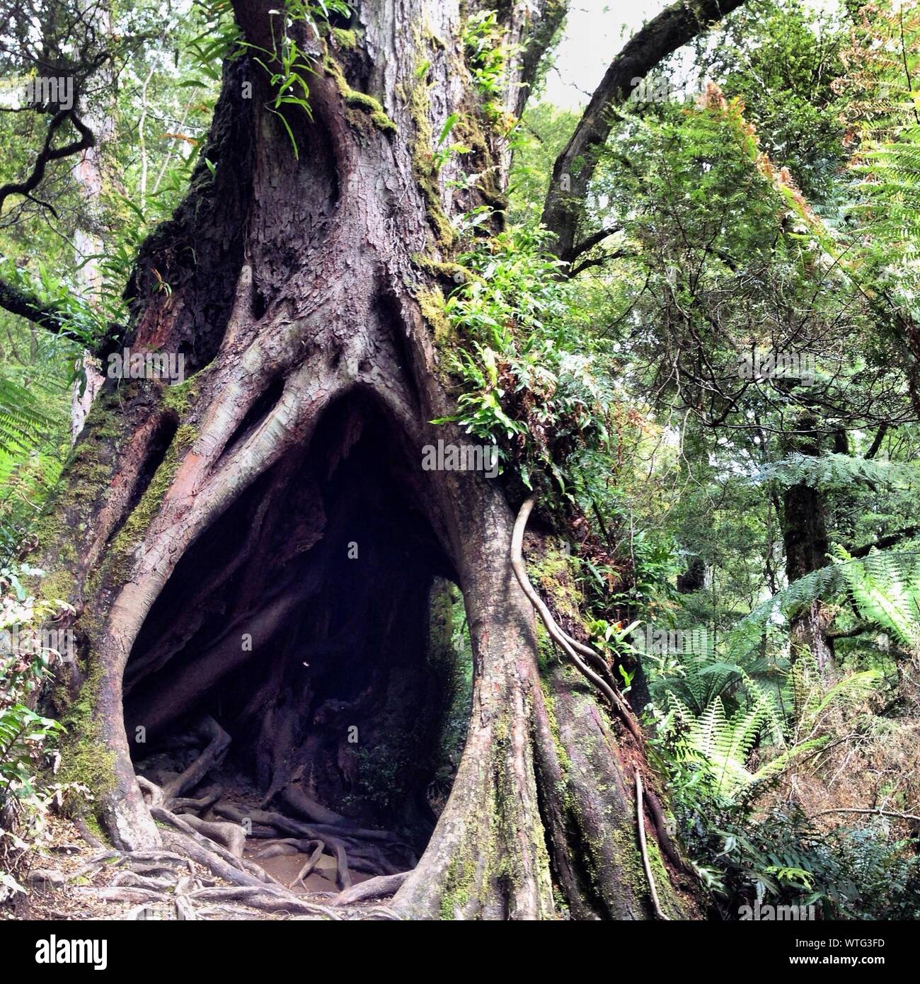 Forest hole hi-res stock photography and images - Alamy
